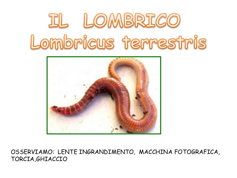 Lombrico