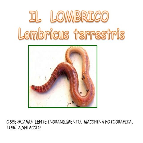 Lombrico | PPTX