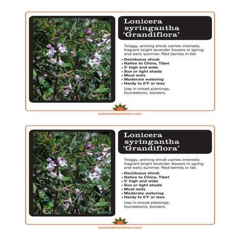 Japanese Honeysuckle | PPTX