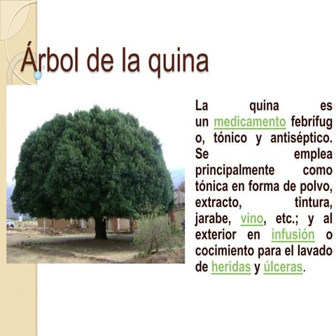 arbol de la quina | PPTX