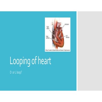 Looping of heart | PPTX