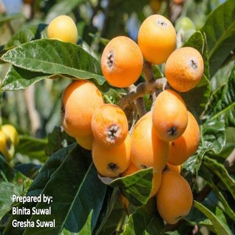 Loquat Fruit : Introduction and Importance, varieties. | PPTX