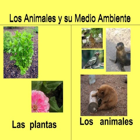 Los Animales Y Plantas | PPT