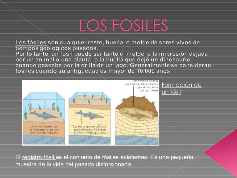 Edad Relativa Y Absoluta De Los Fosiles - Almacenamiento De Archivos