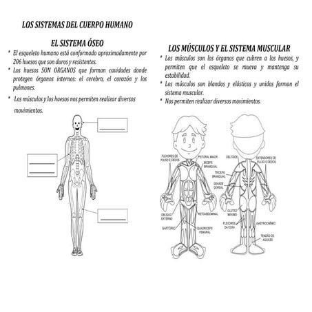 Hoja De Trabajo Sobre Los Sistemas Del Cuerpo
