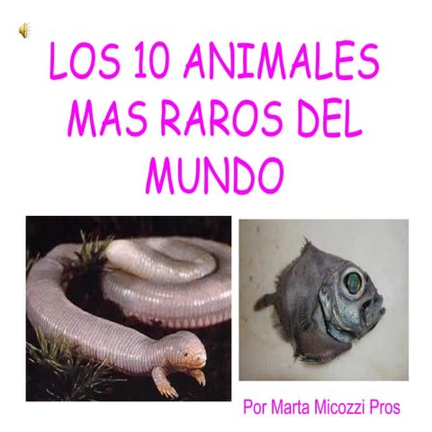 Los 10 Animales Más Raros Del Mundo ⿷ 60 ANIMALES RAROS: ? Que