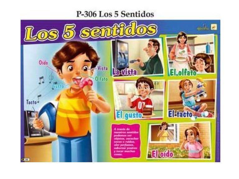 Los 5 sentidos