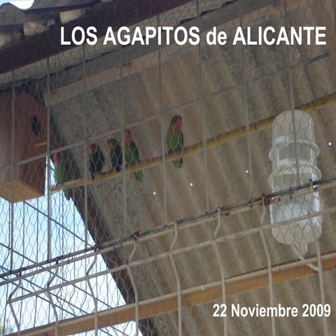 Los Agapitos De Alicante | PPS