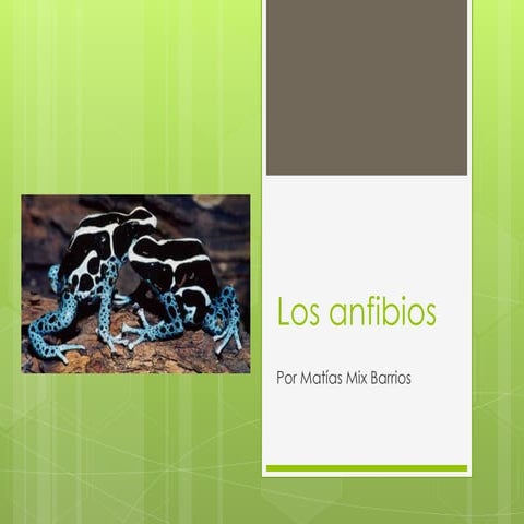 Los anfibios | PPTX