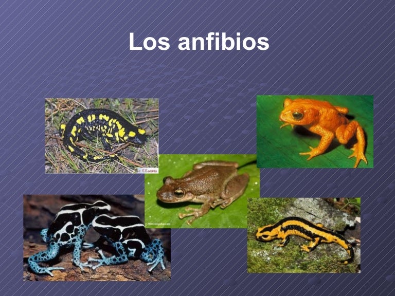 Anfibios Ejemplos