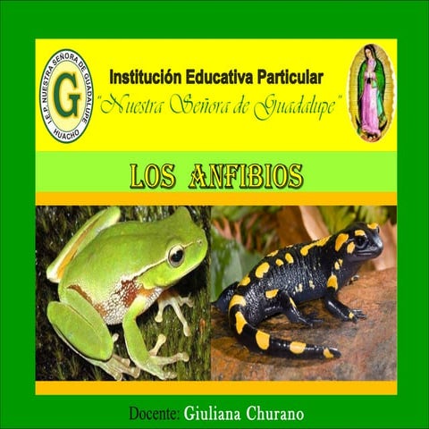 Los anfibios | PPT