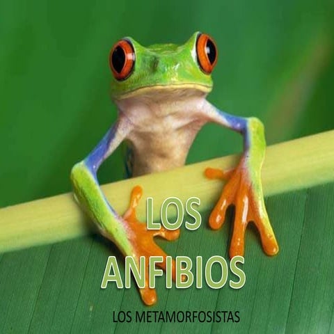 Los Anfibios | PPTX