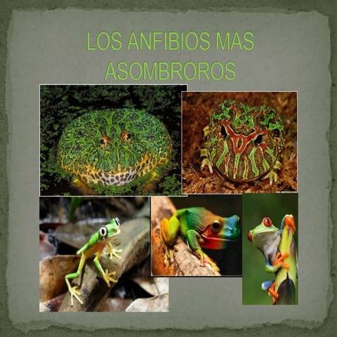 Los anfibios mas | PPTX