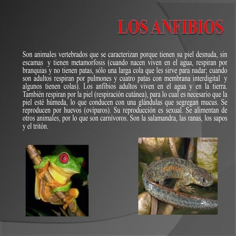 Los anfibios y reptiles | PPT | Biological Sciences | Science