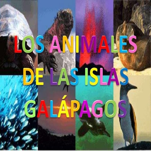 Los Animales De Las Galapagos | PPTX