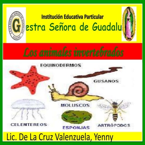 Animales Invertebrados Sin Columna Vertebral