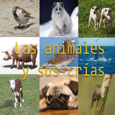 Los animales y sus crias | PPS