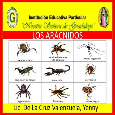 Los aracnidos | PPTX