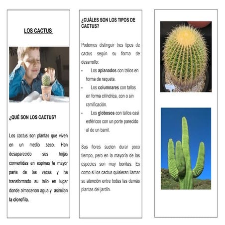 Los cactus | DOC
