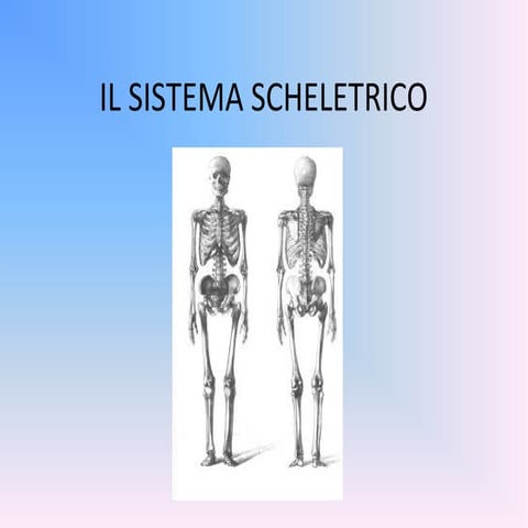 Lo scheletro | PPT
