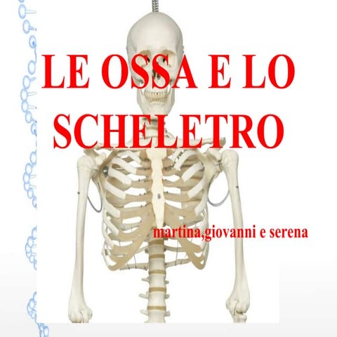 Lo scheletro | PPT