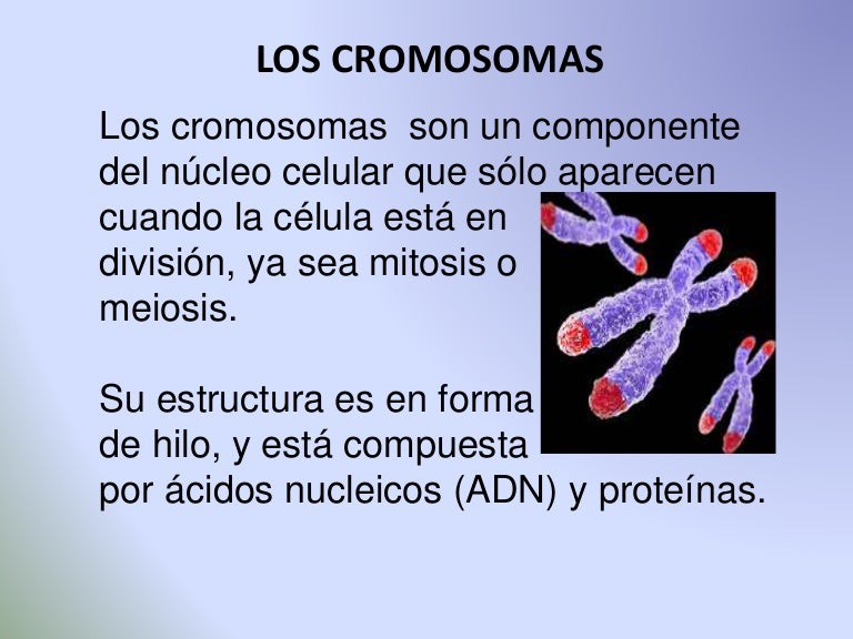 Los cromosomas