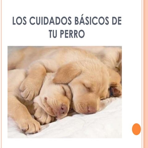 los mejores cuidados para tu mascota | PDF