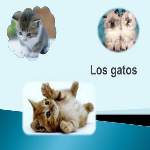 Los gatos | PPT