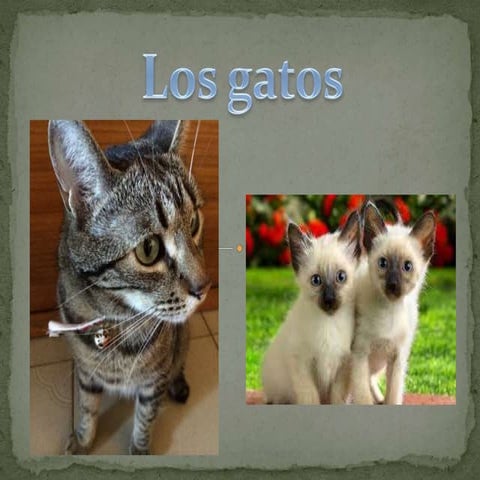 Los gatos | PPTX