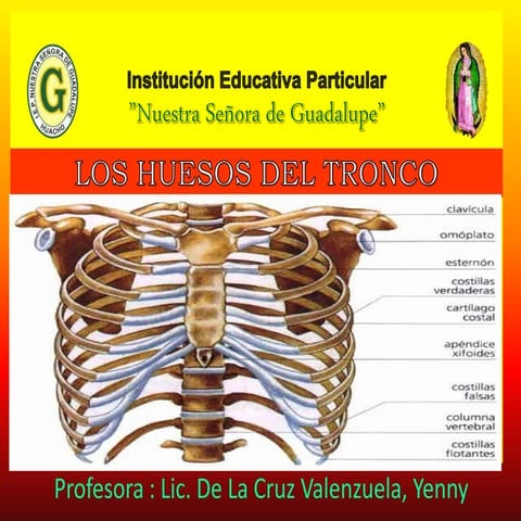 Los huesos del tronco | PPTX