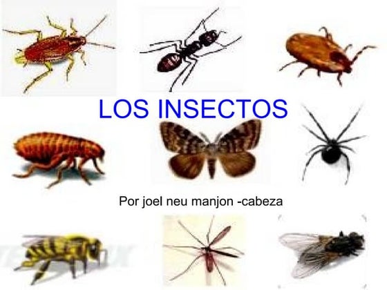 Proyecto Los Insectos | PPT