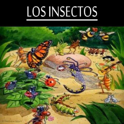Los insectos para infantil | PPTX