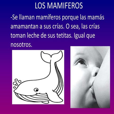 Los mamiferos | PPTX