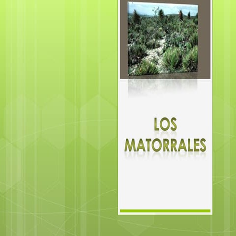 Arbustos Y Matorrales Para Paisajismo Del Noroeste Del Pacífico