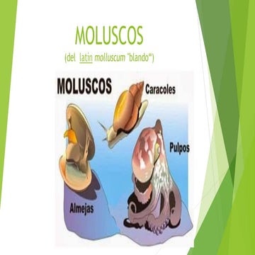 Los moluscos | PPTX