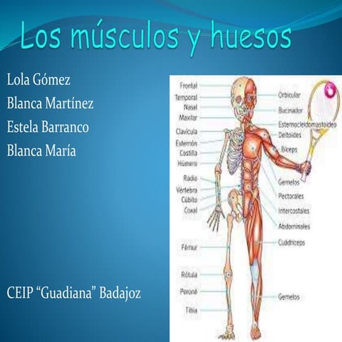 Los músculos y los huesos | PPTX