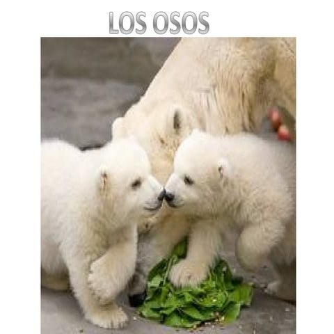Los osos | PPT