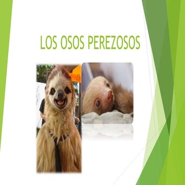 Los osos perezosos | PPTX
