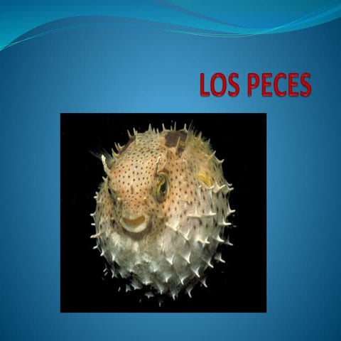 Los peces | PPTX
