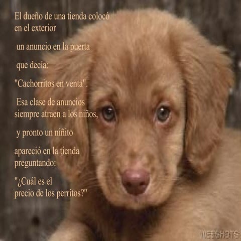 Los Perritos | PPT