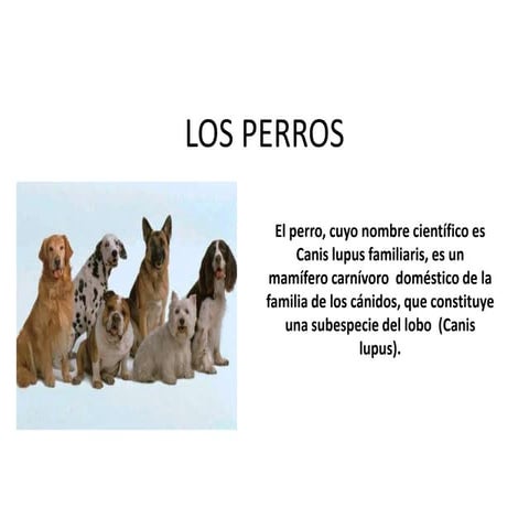 Los perros | PPTX