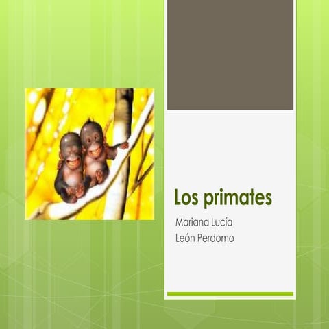 Los primates | PPTX
