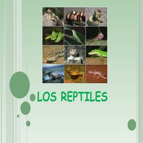 Los reptiles | PPTX | Reptiles | Pets