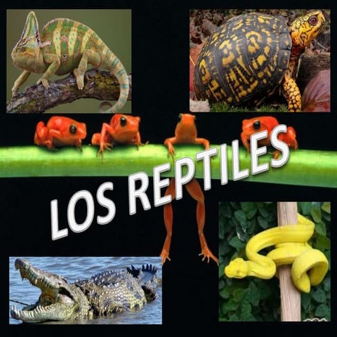 Los reptiles | PPTX