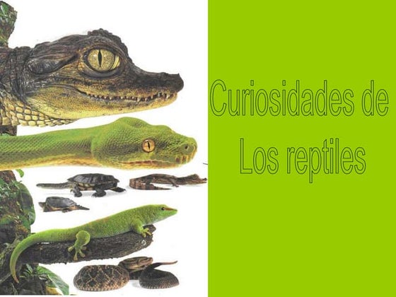 Mamiferos | PPT