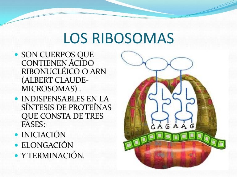 Los ribosomas