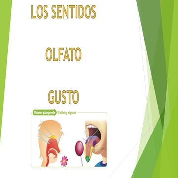 Los sentidos olfato y gusto | PPTX