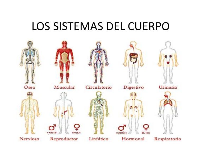 Sistemas Sistemas Del Cuerpo Humano