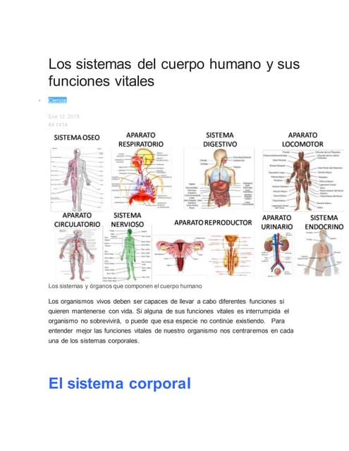Los sistemas del cuerpo humano | PDF | Lung and Respiratory Health ...