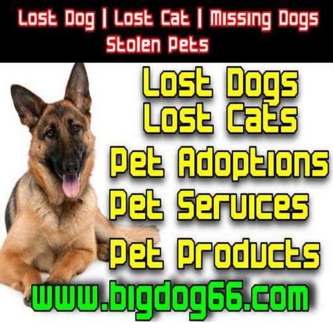 Lost Dog Lost Cat Missing Dogs Stolen Pets | PPTX